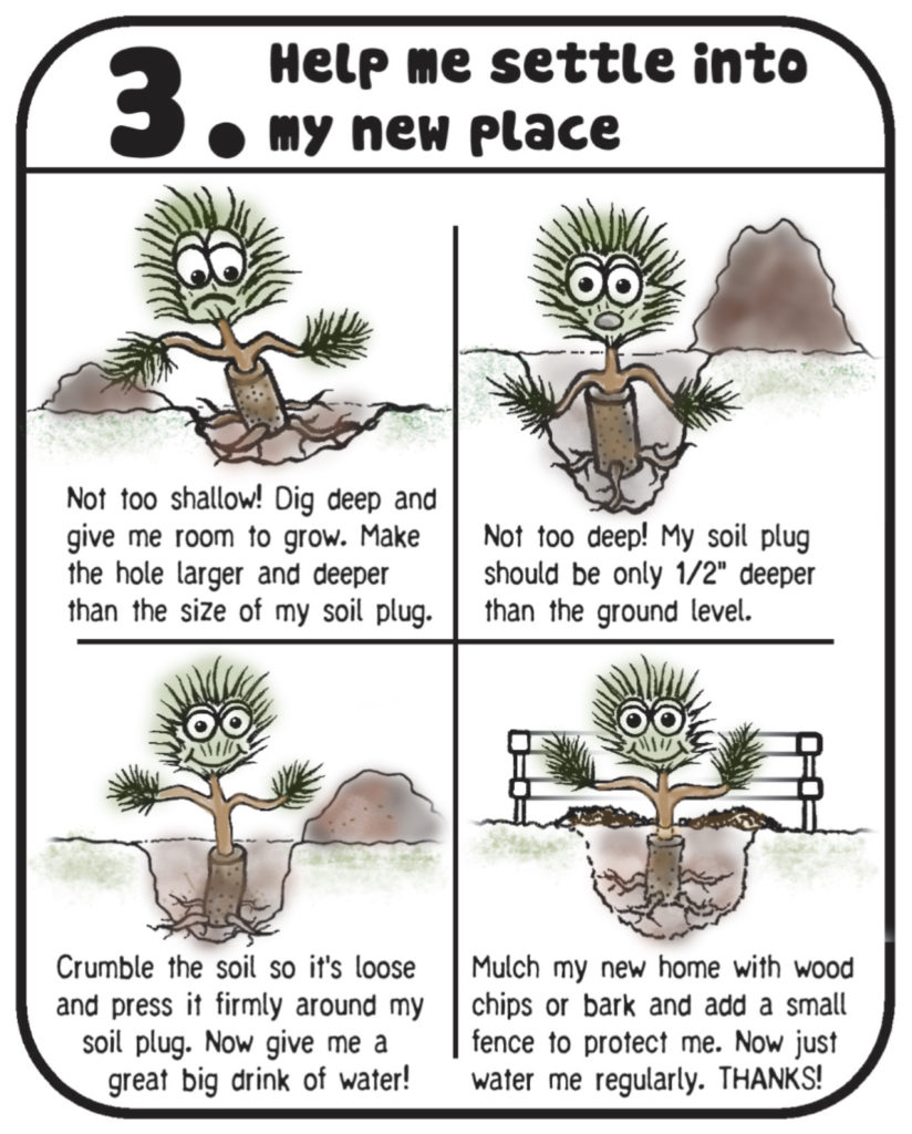  Tree Planting Instructions Neighborhood Forest