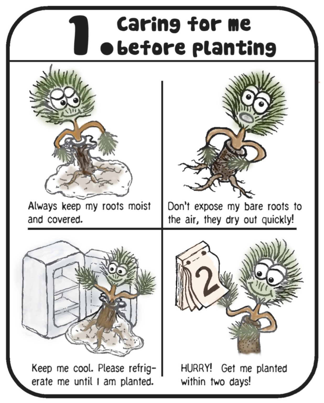 Tree Planting Instructions | Neighborhood Forest