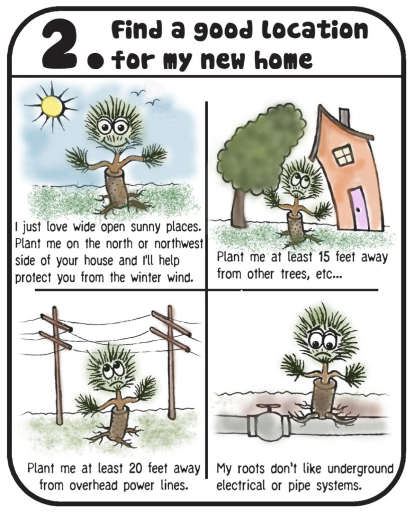  Tree Planting Instructions Neighborhood Forest