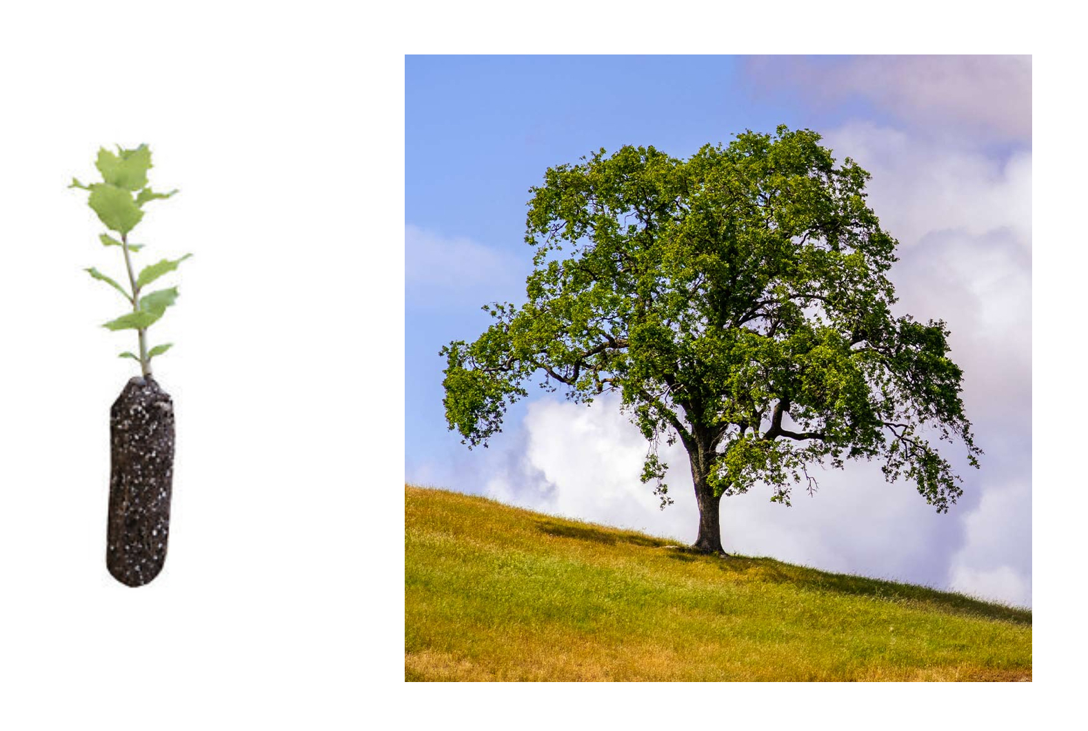 2021 Tree Species Details | Neighborhood Forest