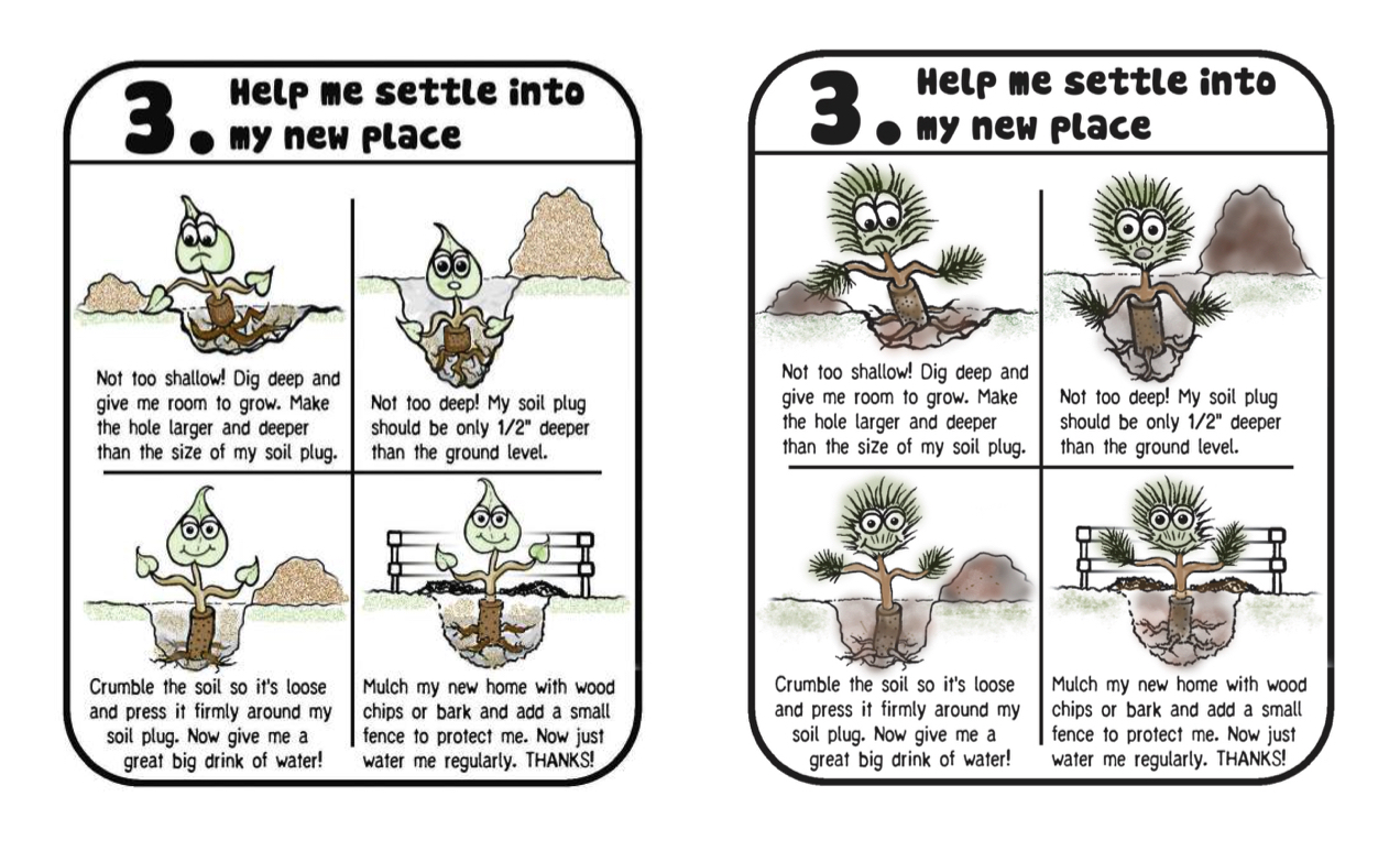 Tree Planting Instructions | Neighborhood Forest